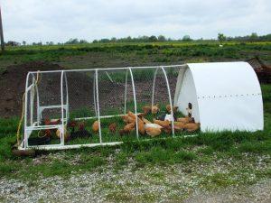 10 Free DIY PVC Chicken Tractor Plans (How to Build)