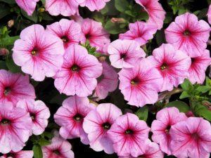 42 Hummingbird Flowers That Can Attract Them To Your Garden