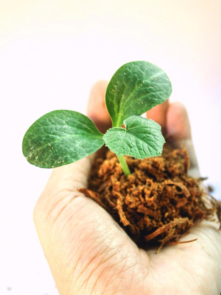 14 Gardening Tips To Care Of Houseplants • Its Overflowing