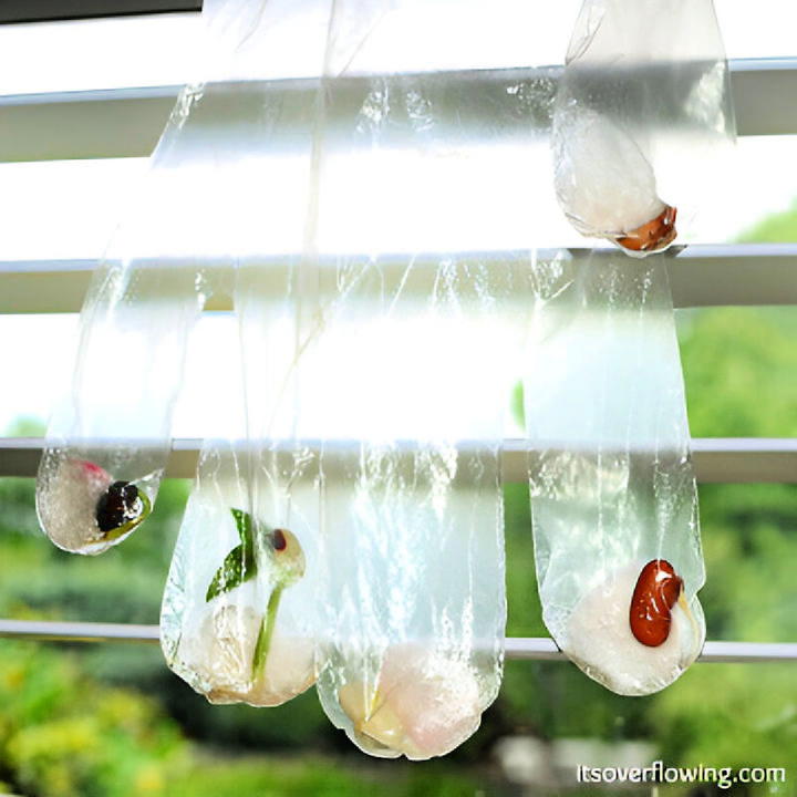 How to Sprout Seeds Easily: A Step-by-Step Guide