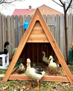25 Duck House Ideas for Your Backyard