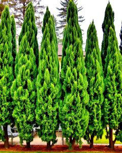 20 Pine Tree Landscape Ideas for a Natural Backyard