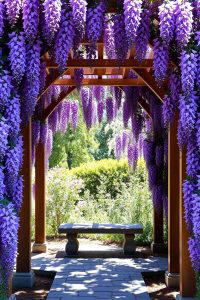 30 Garden Divider Ideas for Functional Outdoor Spaces