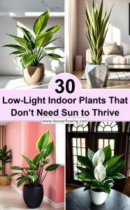 30 Low-Light Indoor Plants That Don’t Need Sun to Thrive